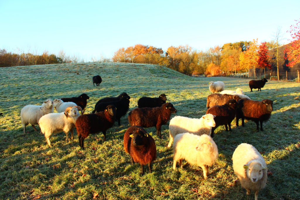 Eco-pâturage professionnel - Pâtures&co